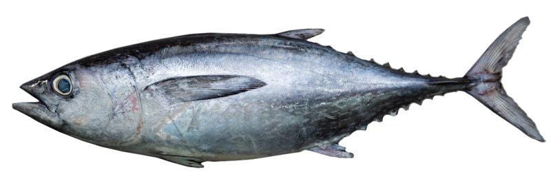 Tonhal - mit kell tudni róla!? A tonhalfogyasztás előnyeiről